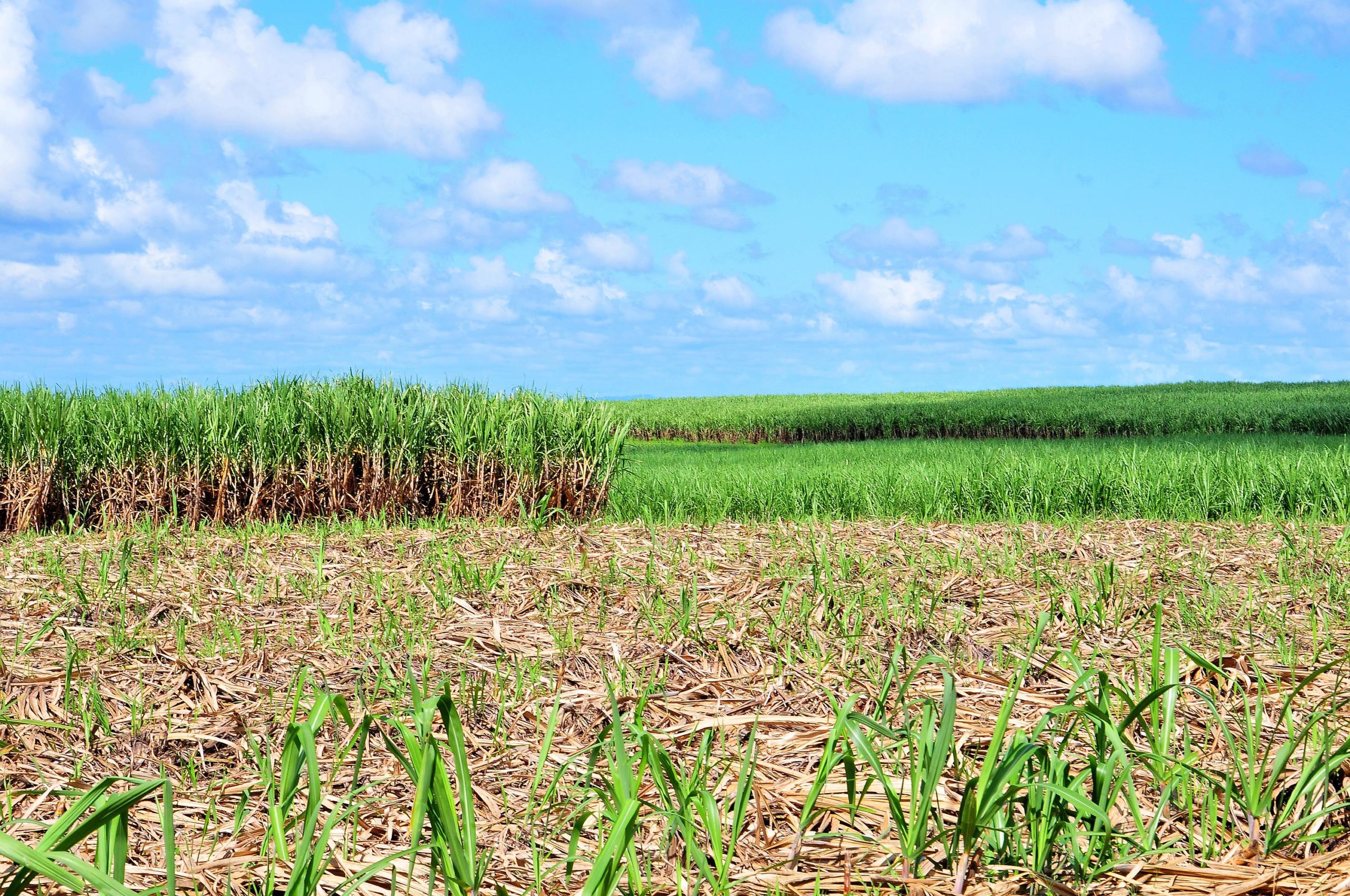 Central Romana obtains its third quality certification by PROTERRA ...